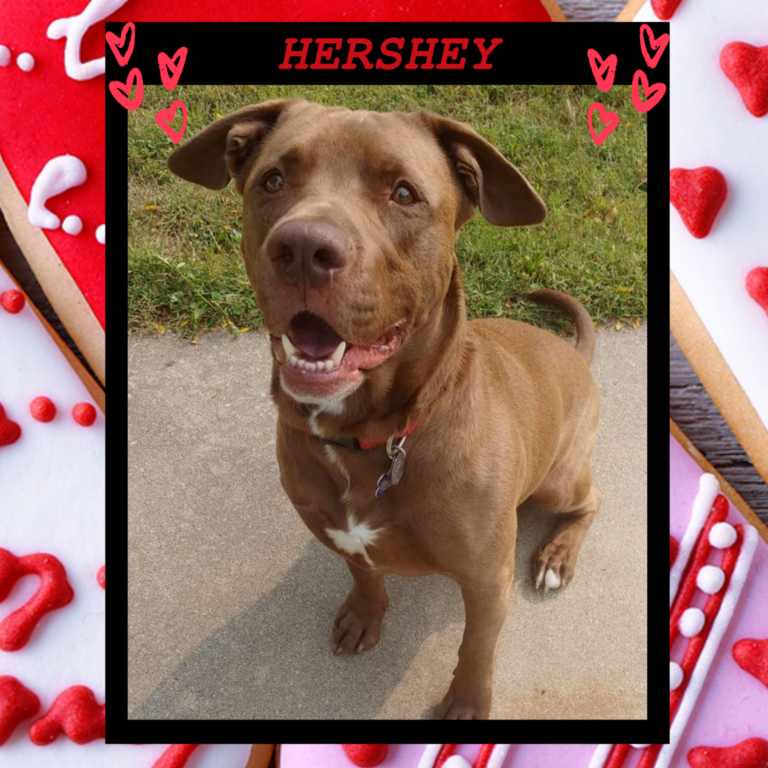 Available Dogs – Dollys Legacy Animal Rescue