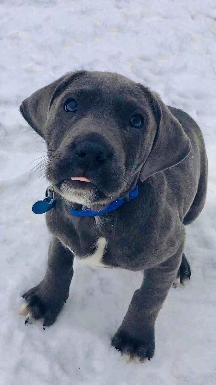 GRAYDON – Dollys Legacy Animal Rescue