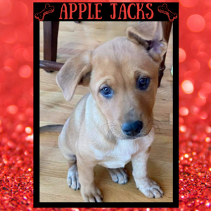 APPLE JACKS – Dollys Legacy Animal Rescue