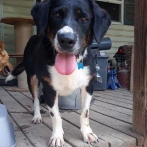 Recovery Room Dogs – Dollys Legacy Animal Rescue