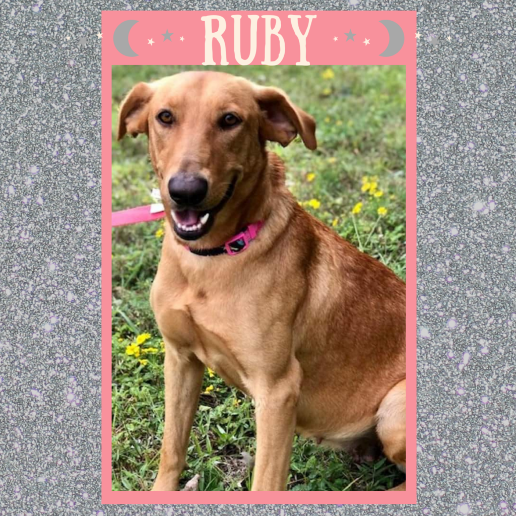 Recovery Room Dogs – Dollys Legacy Animal Rescue