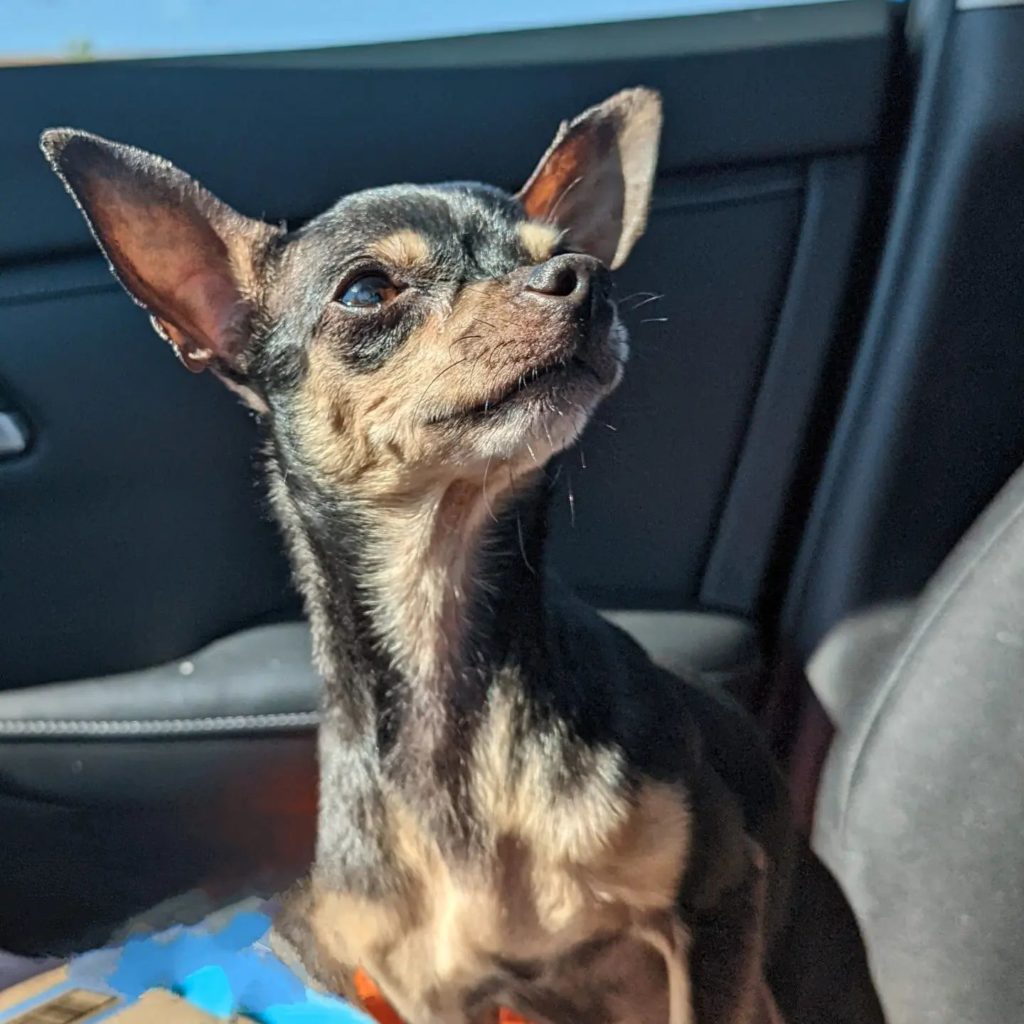 Available Dogs – Dollys Legacy Animal Rescue