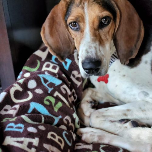 Recovery Room Dogs – Dollys Legacy Animal Rescue