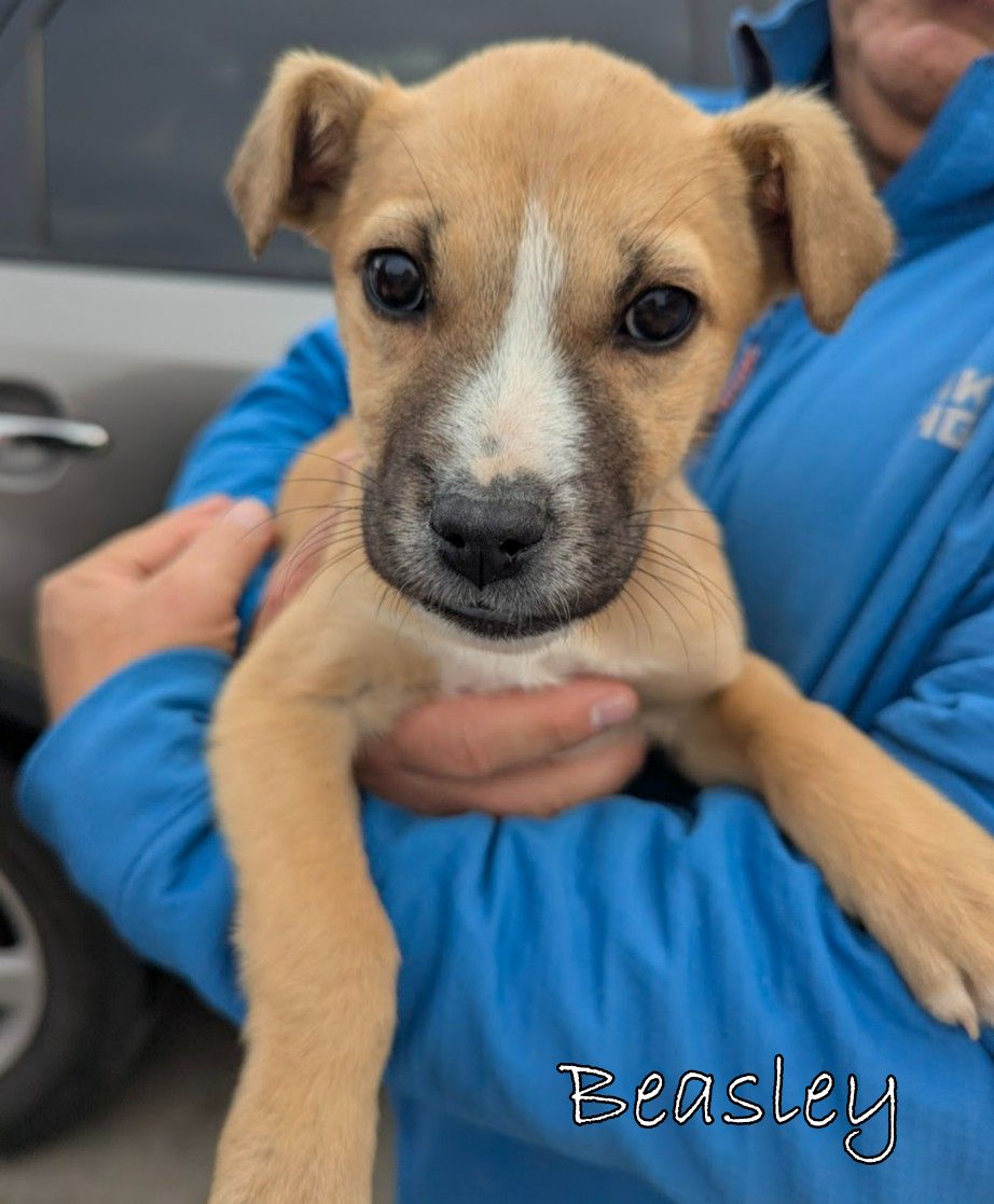 Beasley – Dollys Legacy Animal Rescue