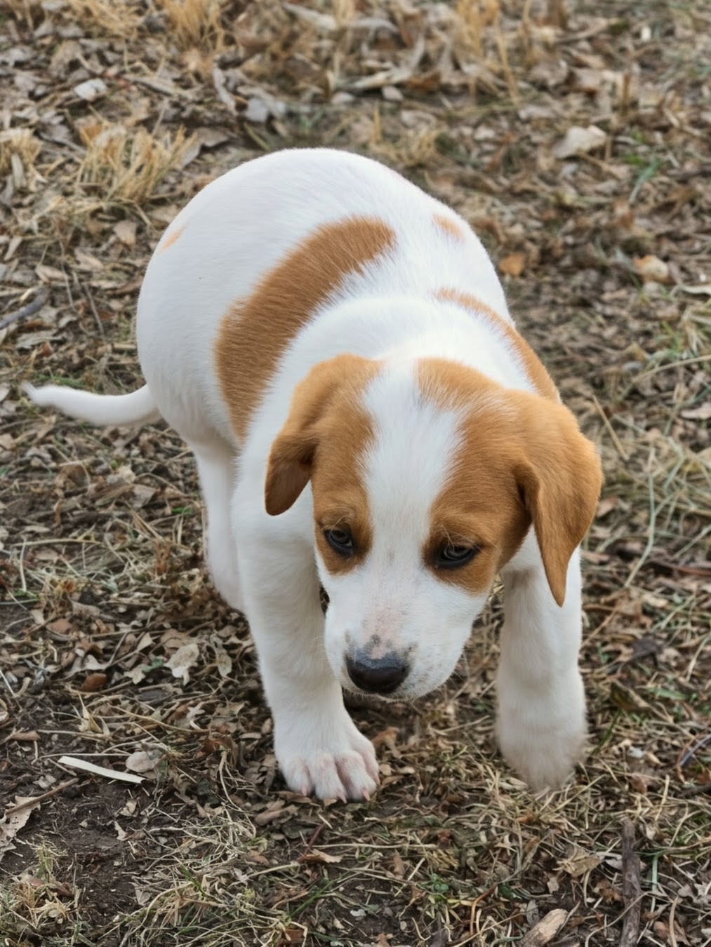 SCHROEDER – Dollys Legacy Animal Rescue